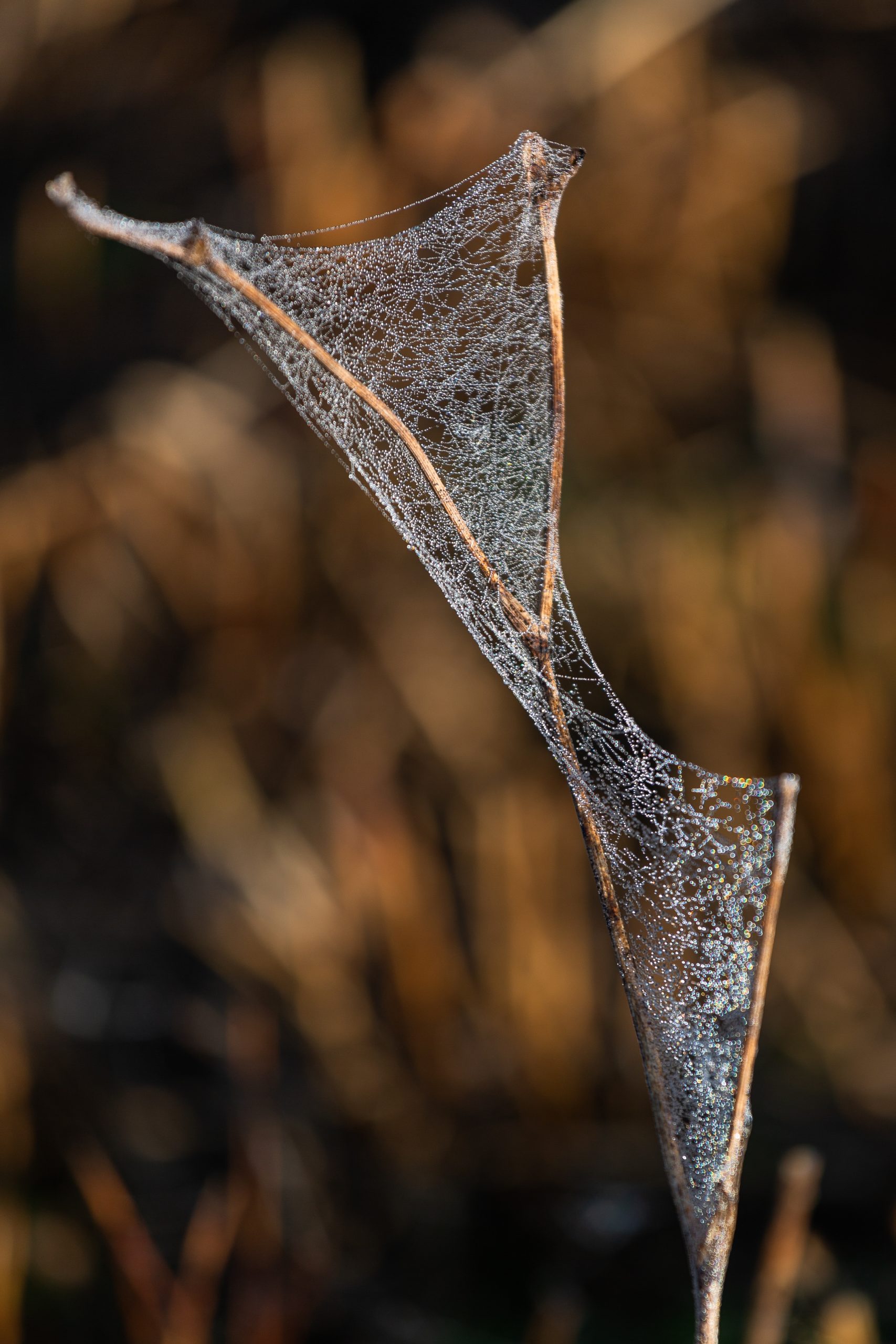 Unspinning the secrets of spider webs - Australian Geographic