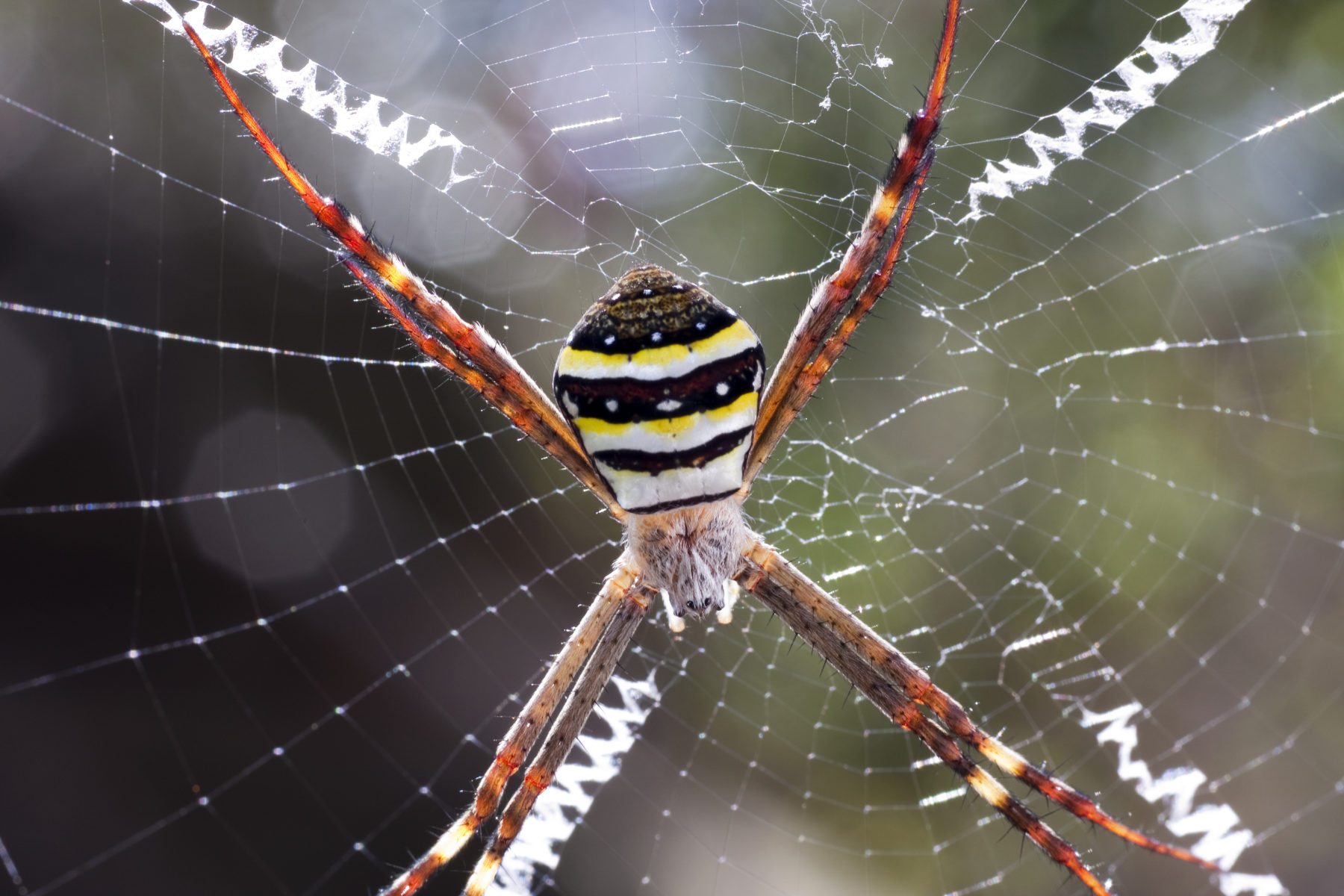 Unspinning The Secrets Of Spider Webs Australian Geographic