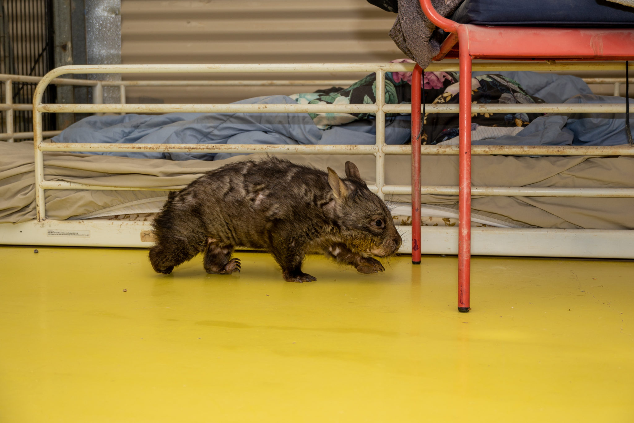 Meet the women on the front line of wombat conservation - Australian ...