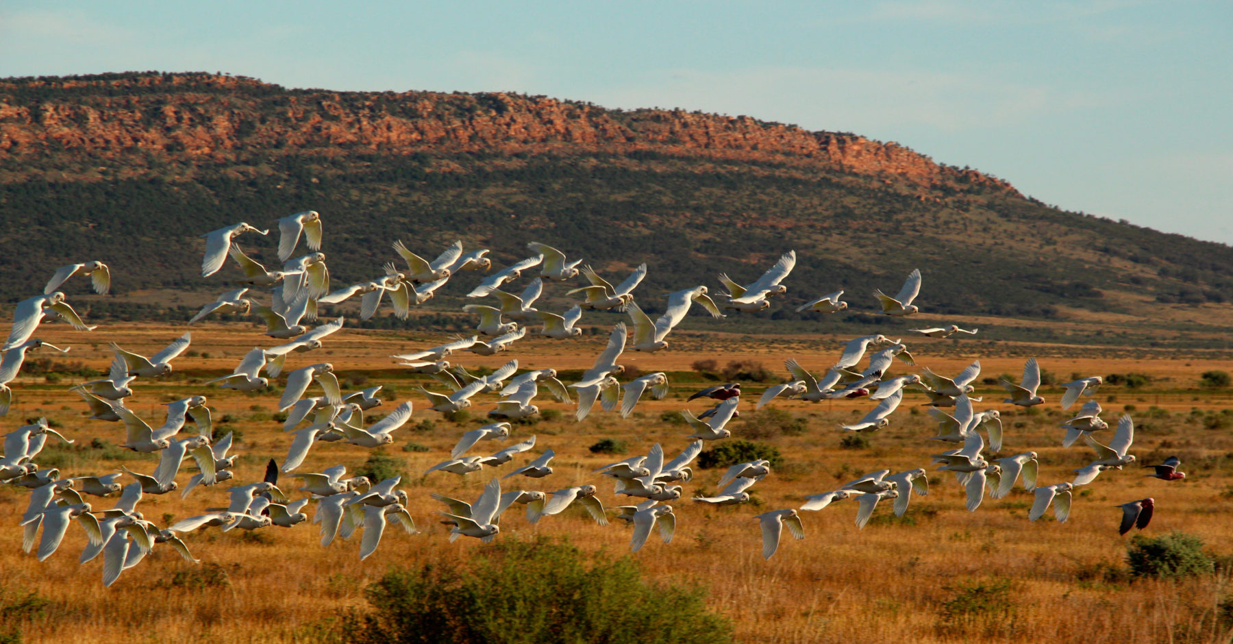 See bird photographer Christian Spencer's stunning images - Australian ...