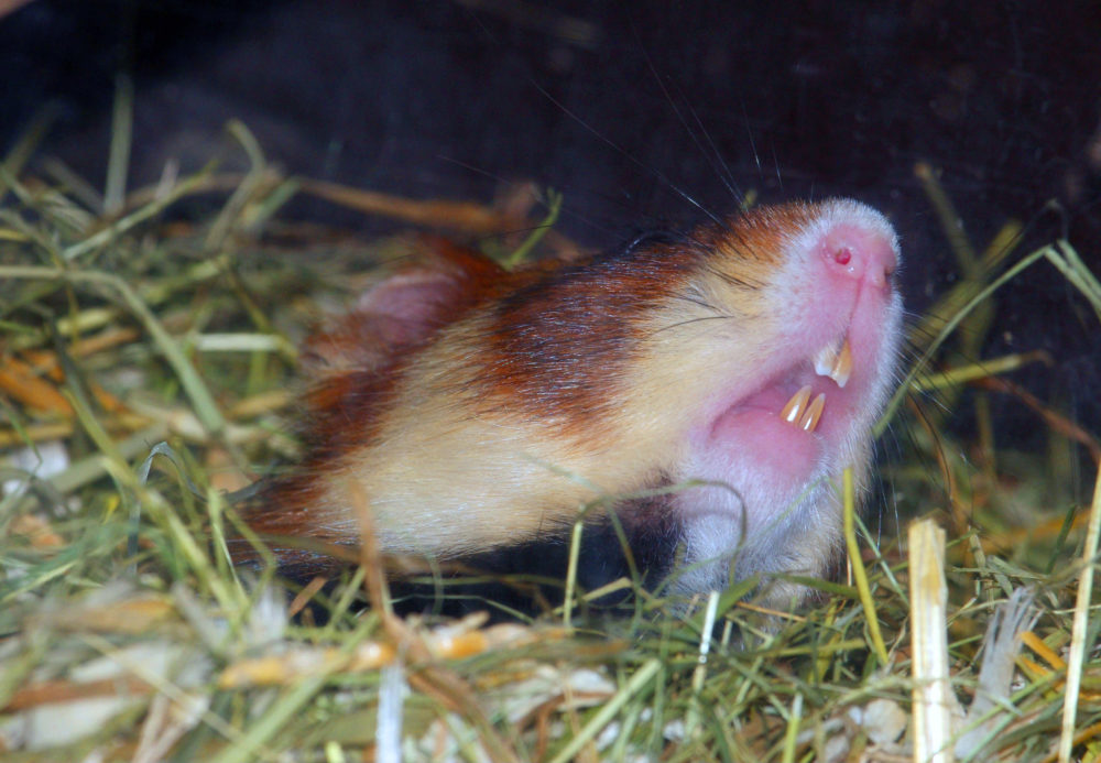 Dr Karl explains the 'Wobbling Scale' of animal drunkenness ...