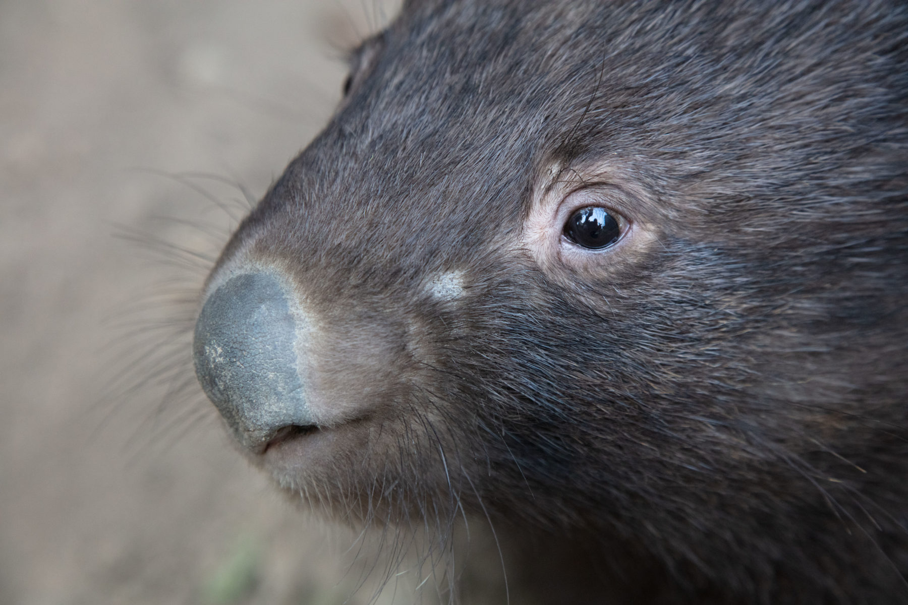 Meet the women on the front line of wombat conservation - Australian ...