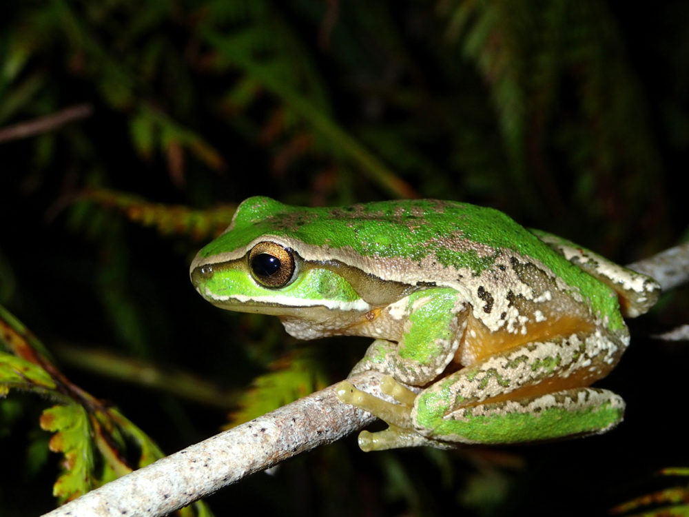 Calling all frog fans – jump on in! - Australian Geographic