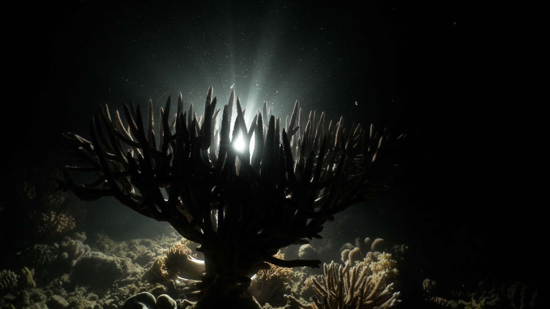 Offshore nursery corals spawn for first time - Australian Geographic