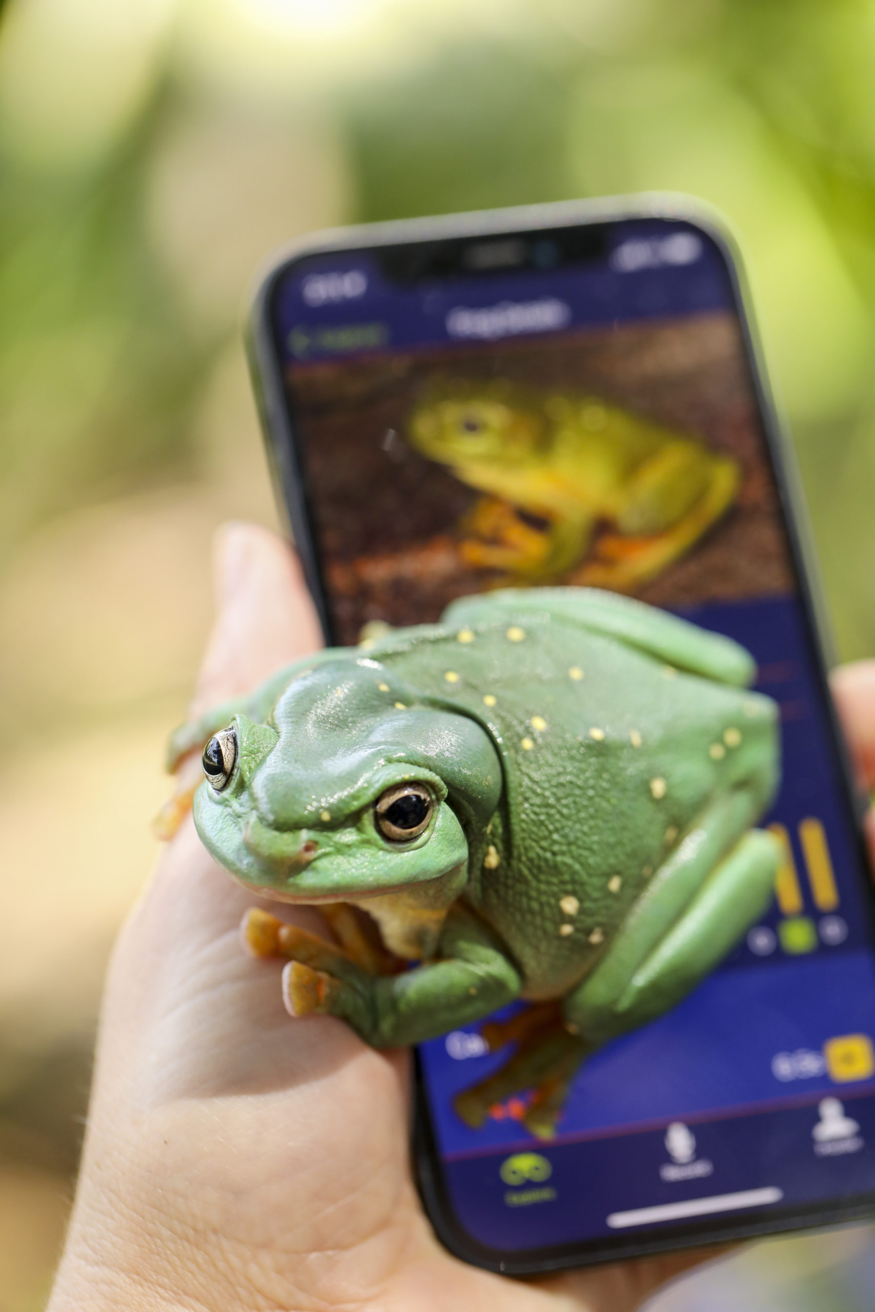 Calling all frog fans – jump on in! - Australian Geographic