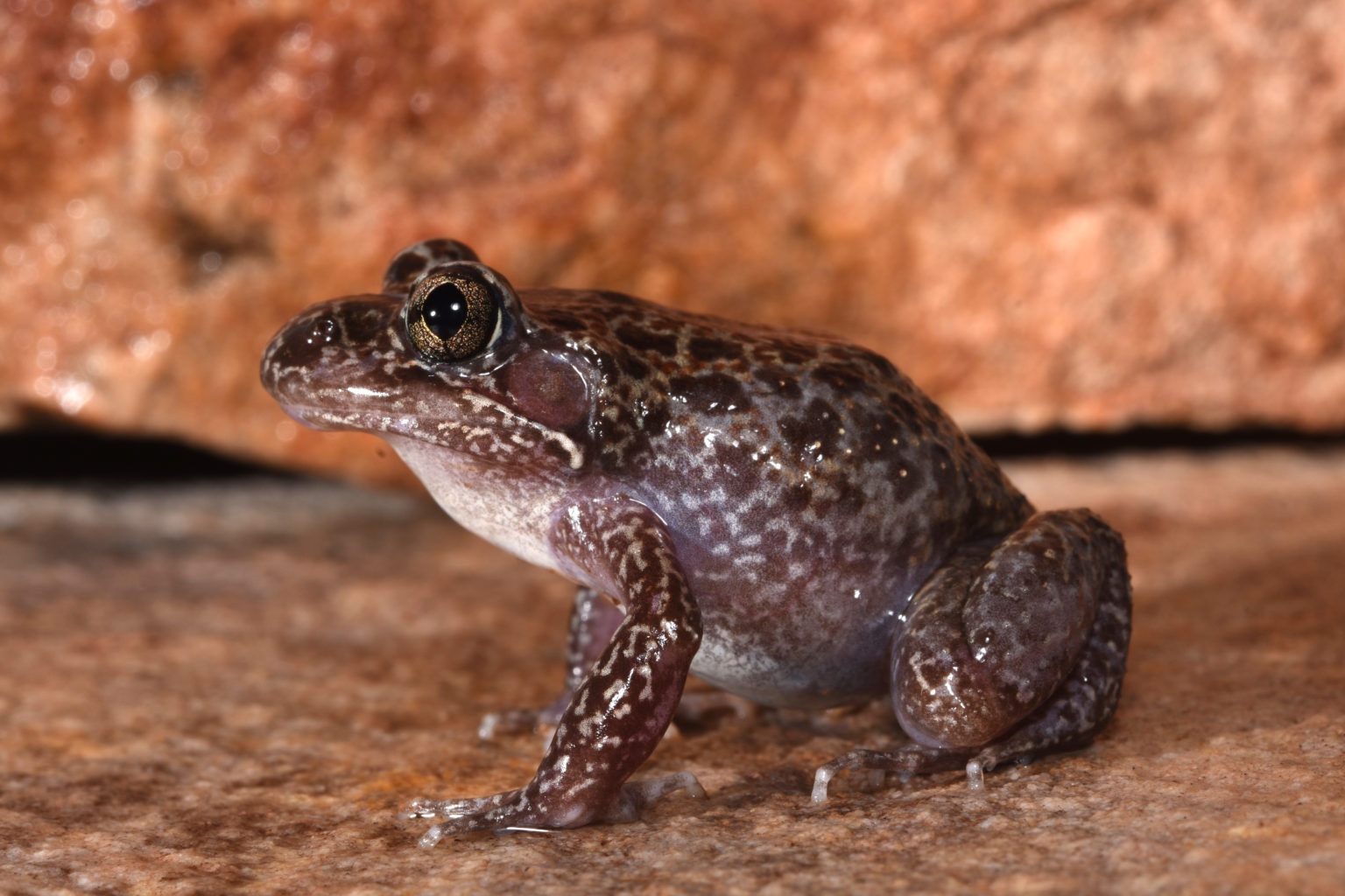 Calling all frog fans – jump on in! - Australian Geographic