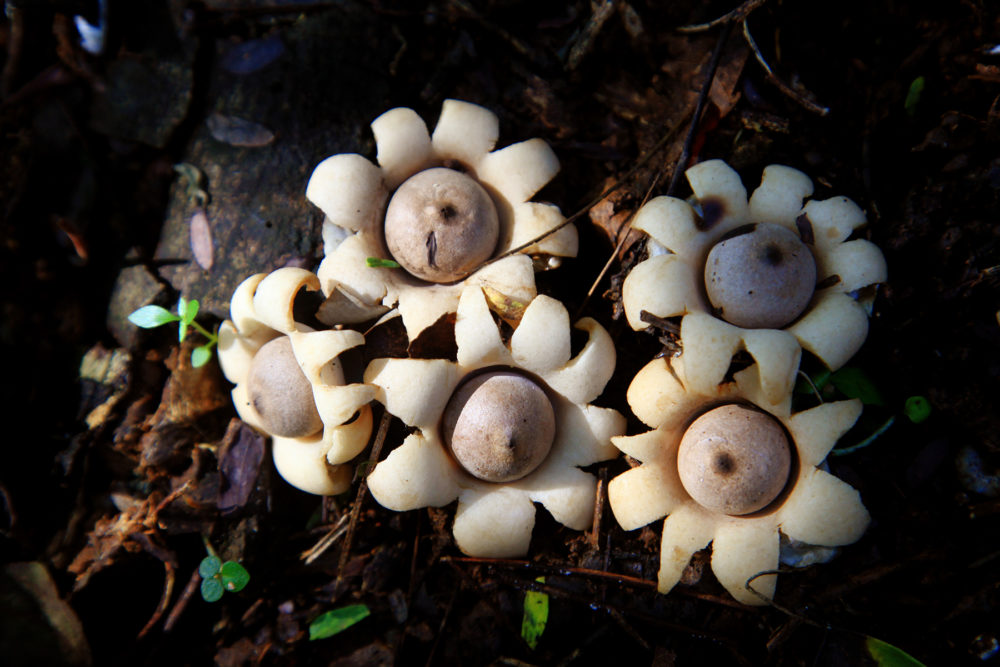 Stinkhorns: The fungi that smell like rotting flesh on purpose ...