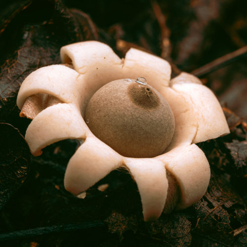 This is what happens when you poke earthstar fungi - Australian Geographic
