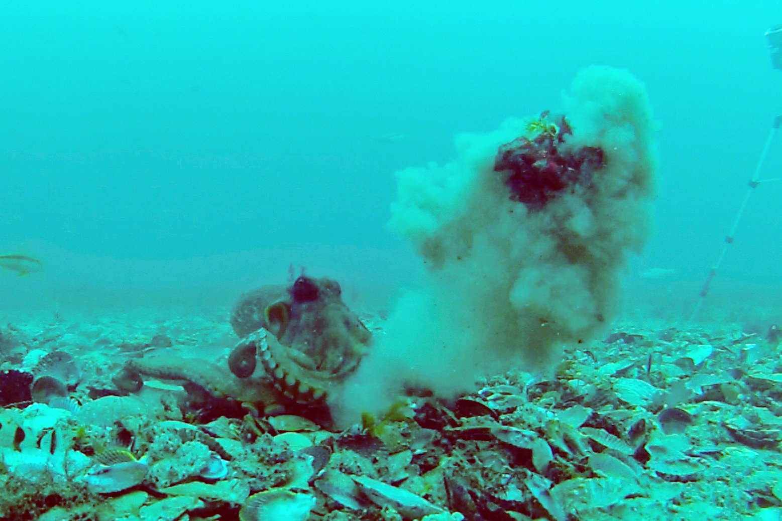 Octopuses seen hurling debris at each other - Australian Geographic