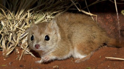 Fact file: Mulgara (Dasycercus criticauda) - Australian Geographic