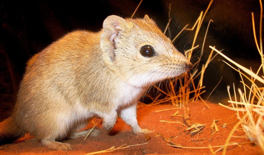 Fact file: Mulgara (Dasycercus criticauda) - Australian Geographic