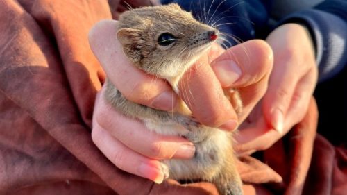 Fact file: Mulgara (Dasycercus criticauda) - Australian Geographic