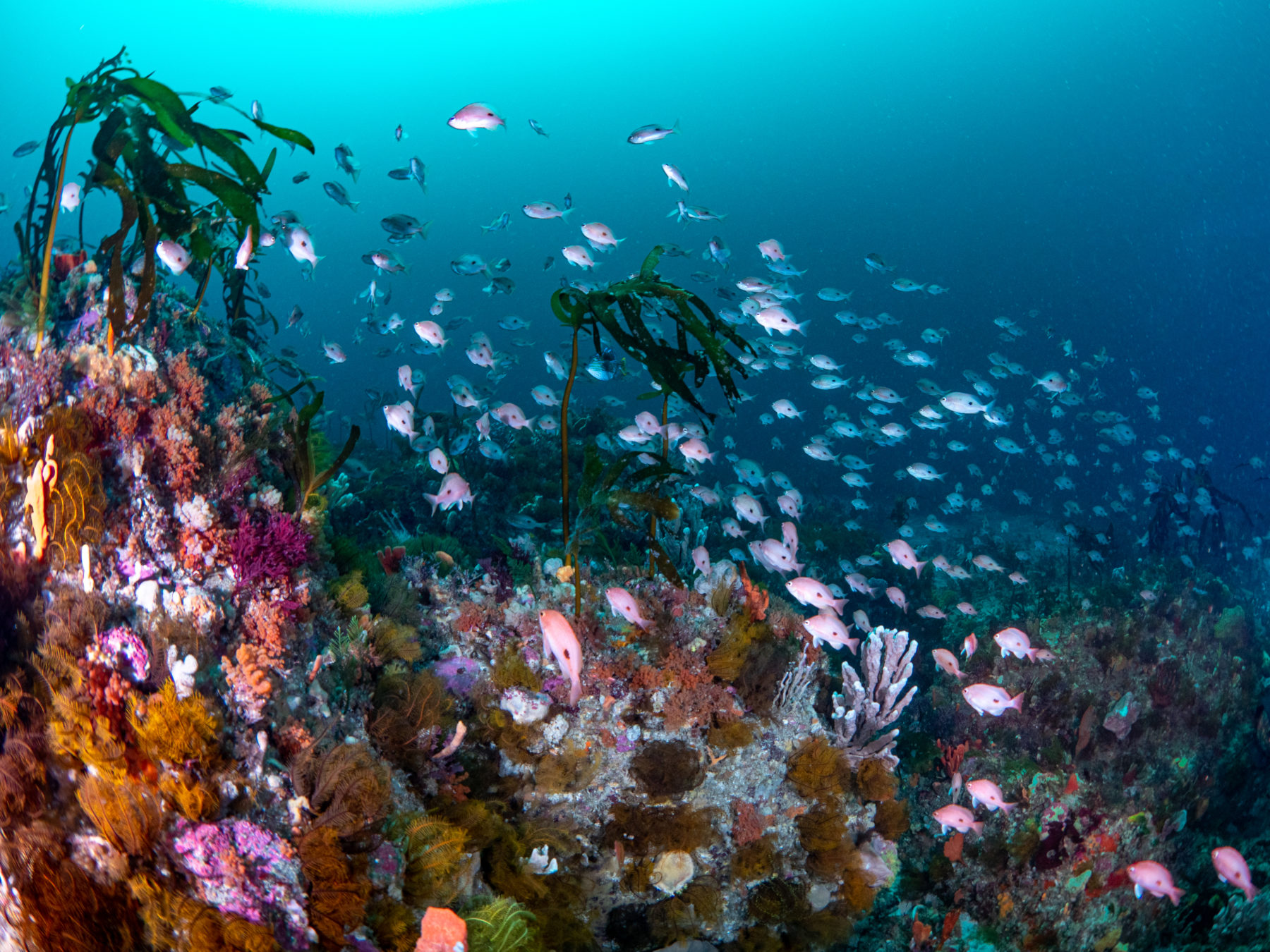‘Better than the Great Barrier Reef’ - Australian Geographic