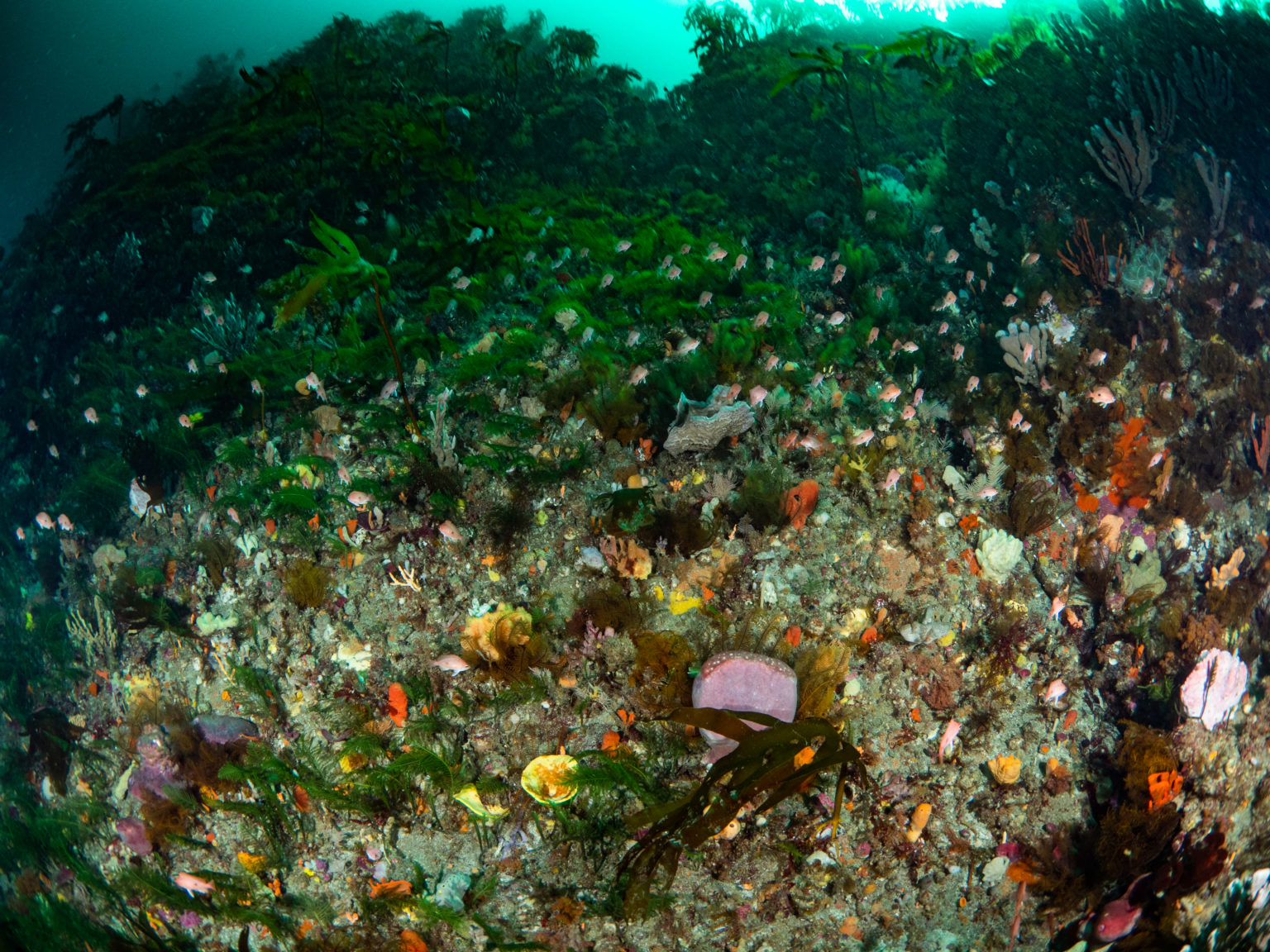 ‘Better than the Great Barrier Reef’ - Australian Geographic