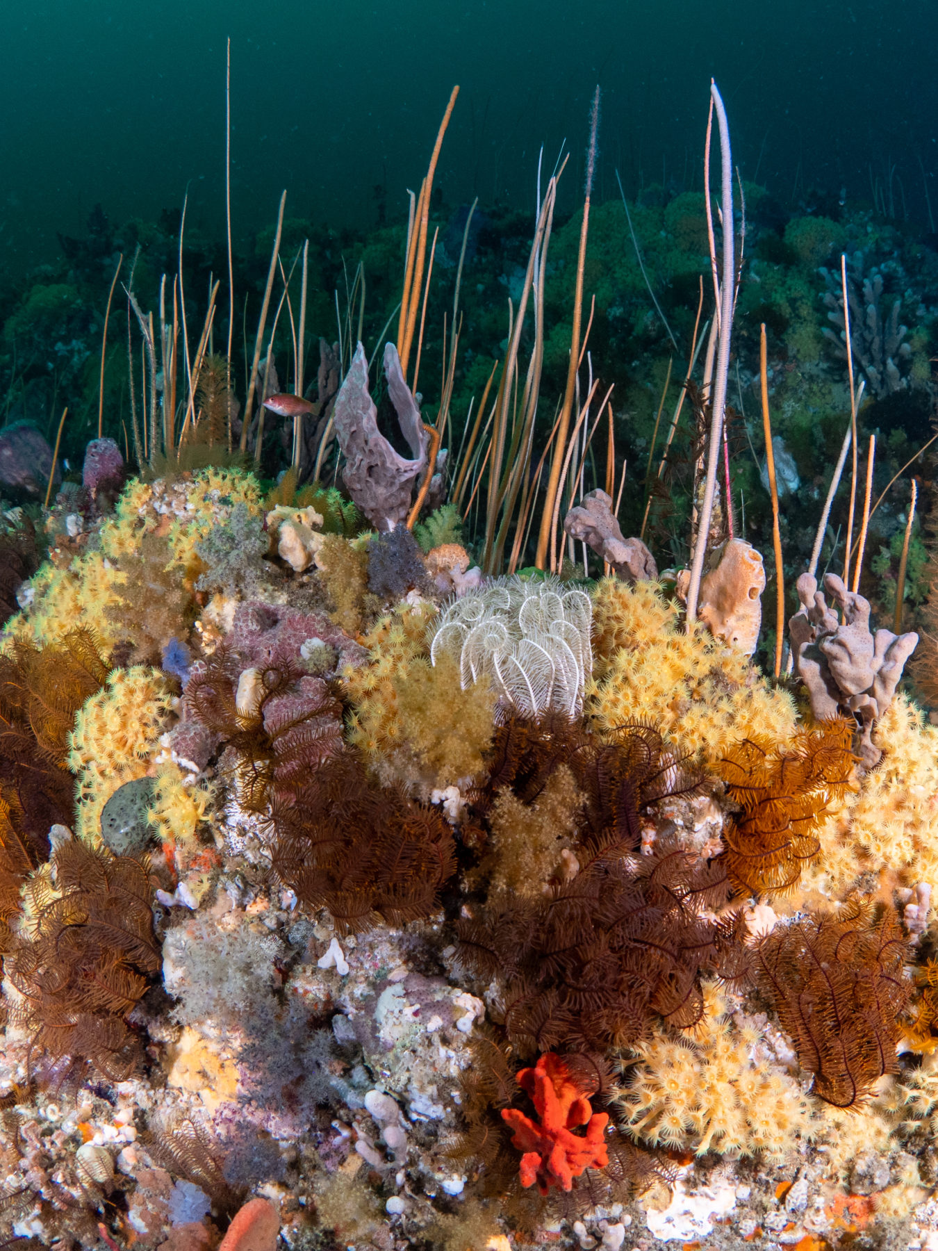 ‘Better than the Great Barrier Reef’ - Australian Geographic