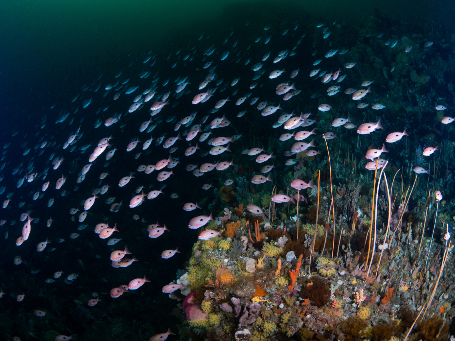 ‘Better than the Great Barrier Reef’ - Australian Geographic
