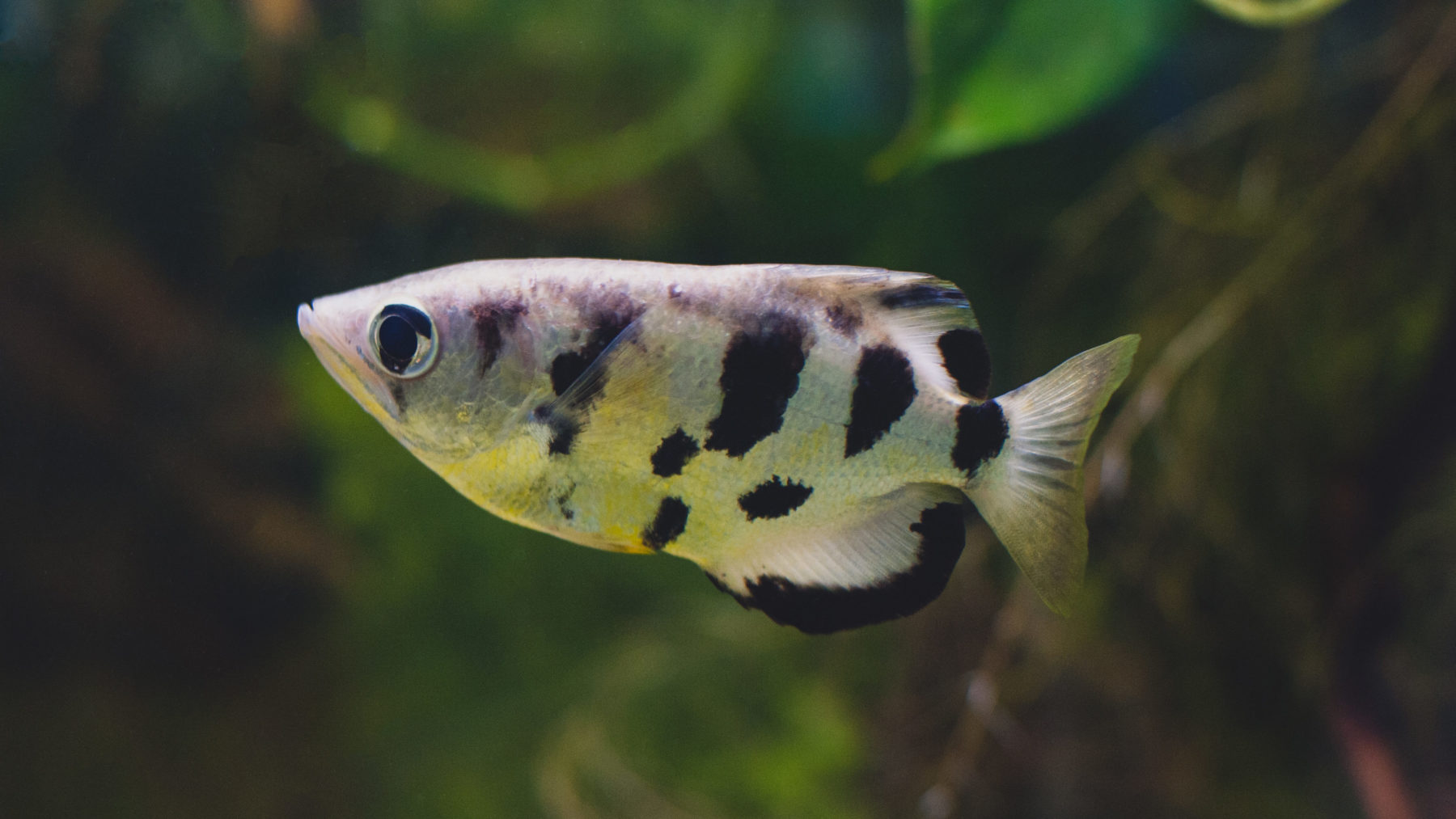 Spitting fish caught on camera - Australian Geographic