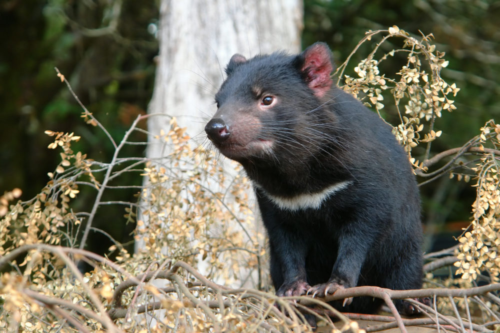 Fact File: Tasmanian devil (Sarcophilus harrisii) - Australian Geographic