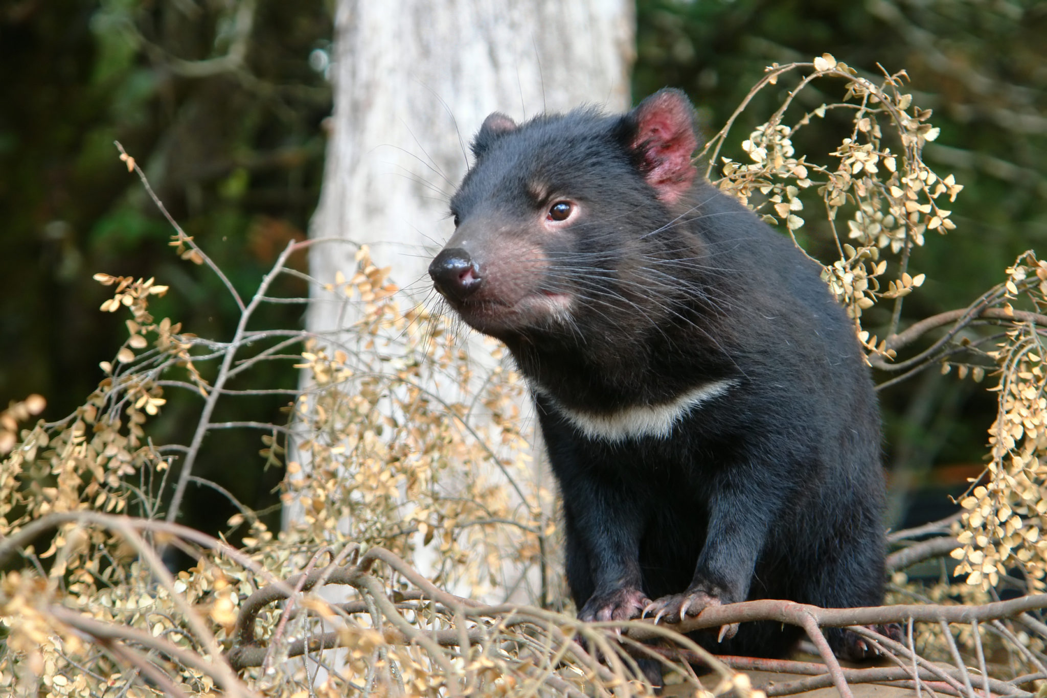 Fact File: Tasmanian devil (Sarcophilus harrisii) - Australian Geographic