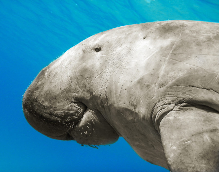 Fact File: Dugong (Dugong dugon) - Australian Geographic
