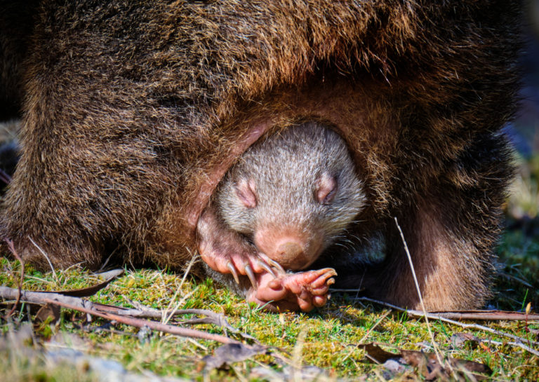 Fact File: Bare-nosed wombat (Vombatus ursinus) - Australian Geographic