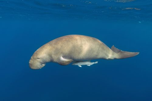 Fact File: Dugong (Dugong dugon) - Australian Geographic