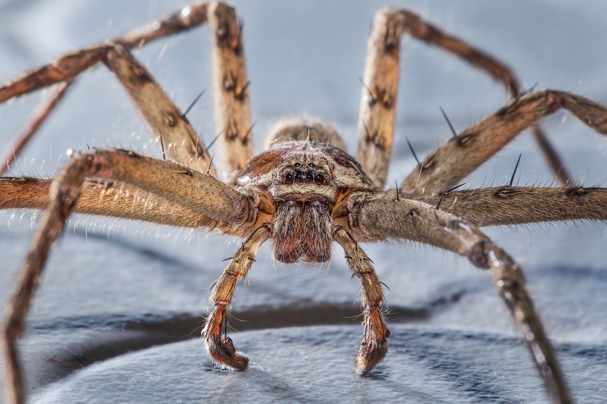 Huntsman spider - Australian Geographic