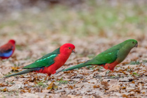 Fact file: Australian king-parrot (Alisterus scapularis) - Australian ...