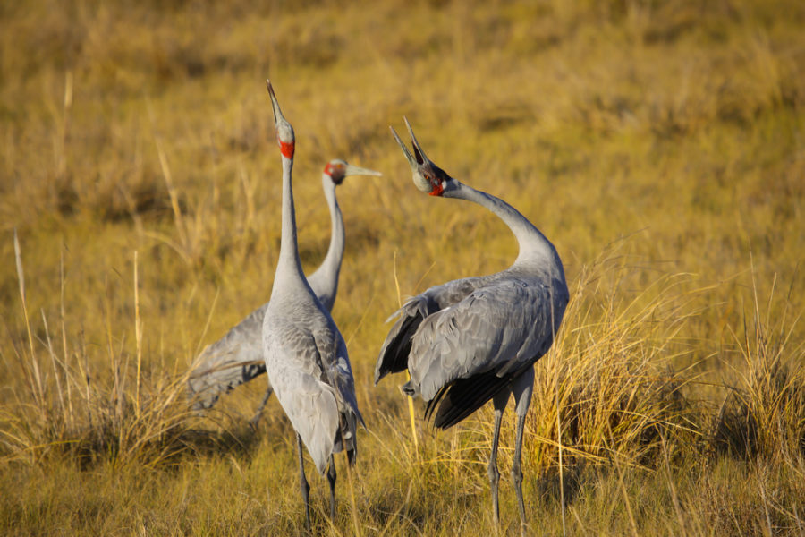 Fact File: Brolga (Grus rubicunda) - Australian Geographic