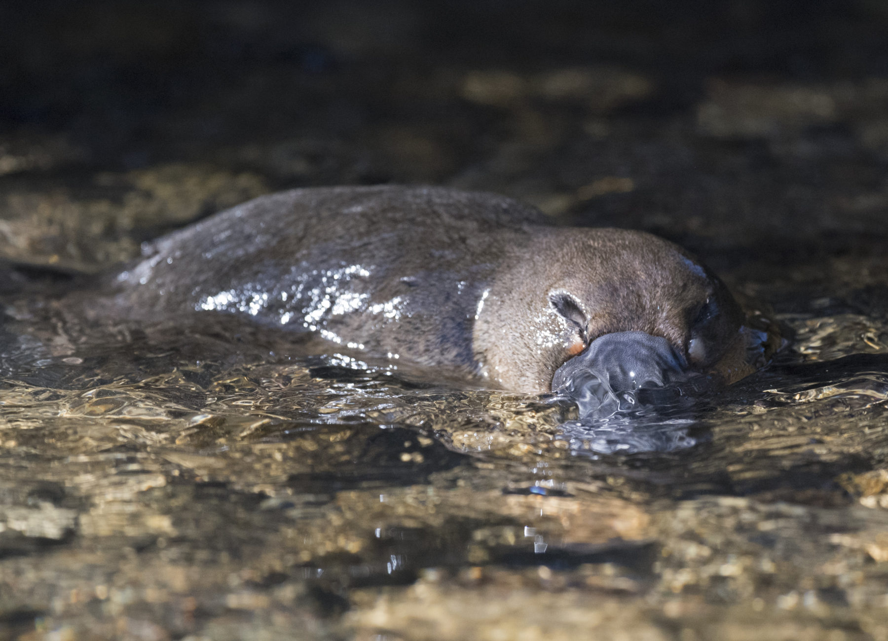 Platypus, be dammed: new threat to vulnerable species revealed ...