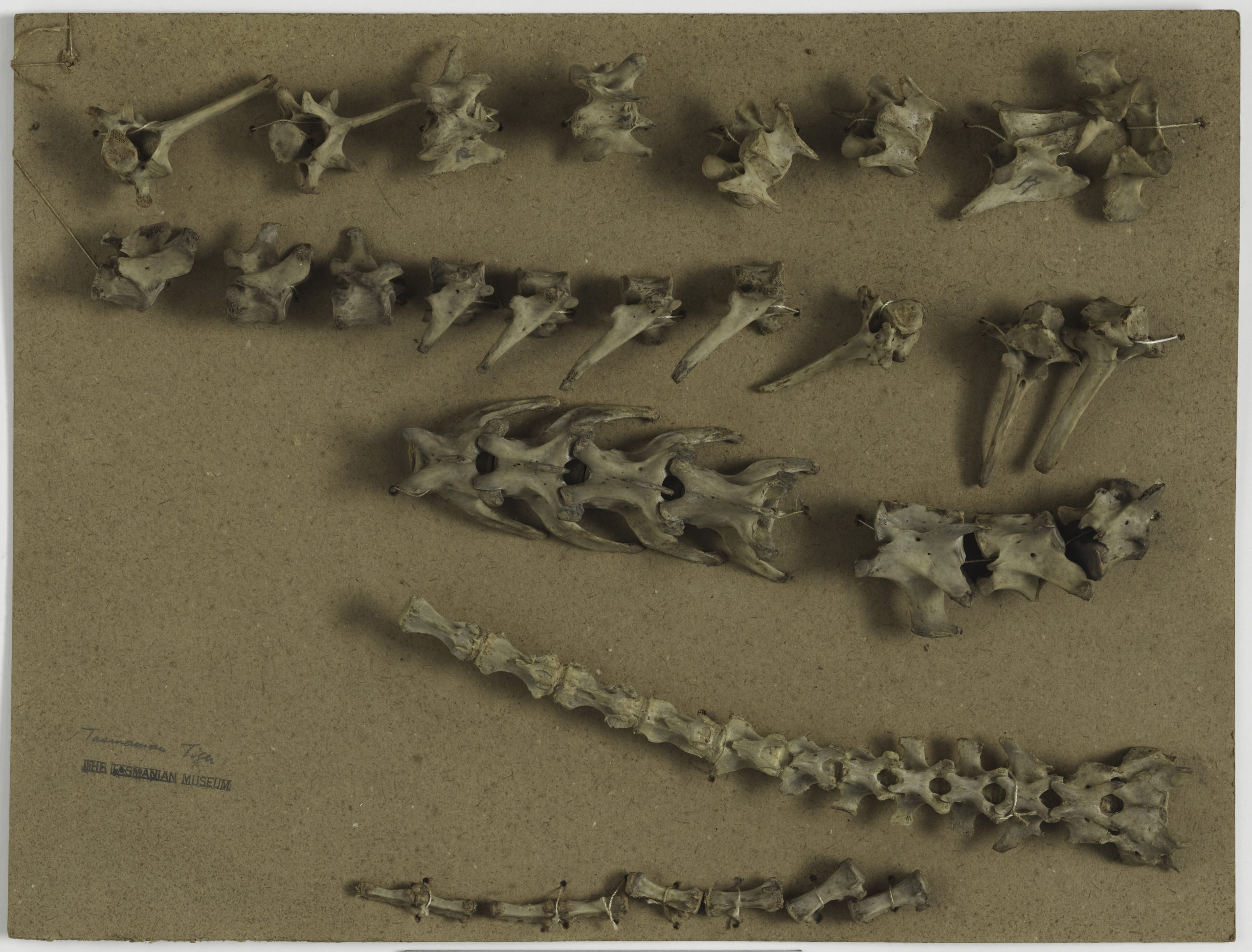 Long lost last Tassie tiger remains found in museum cupboard ...