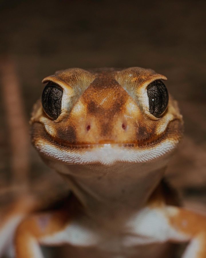 The photos you loved most in 2022 - Australian Geographic