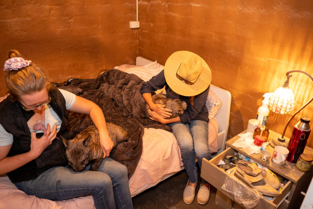 Meet the women on the front line of wombat conservation - Australian ...