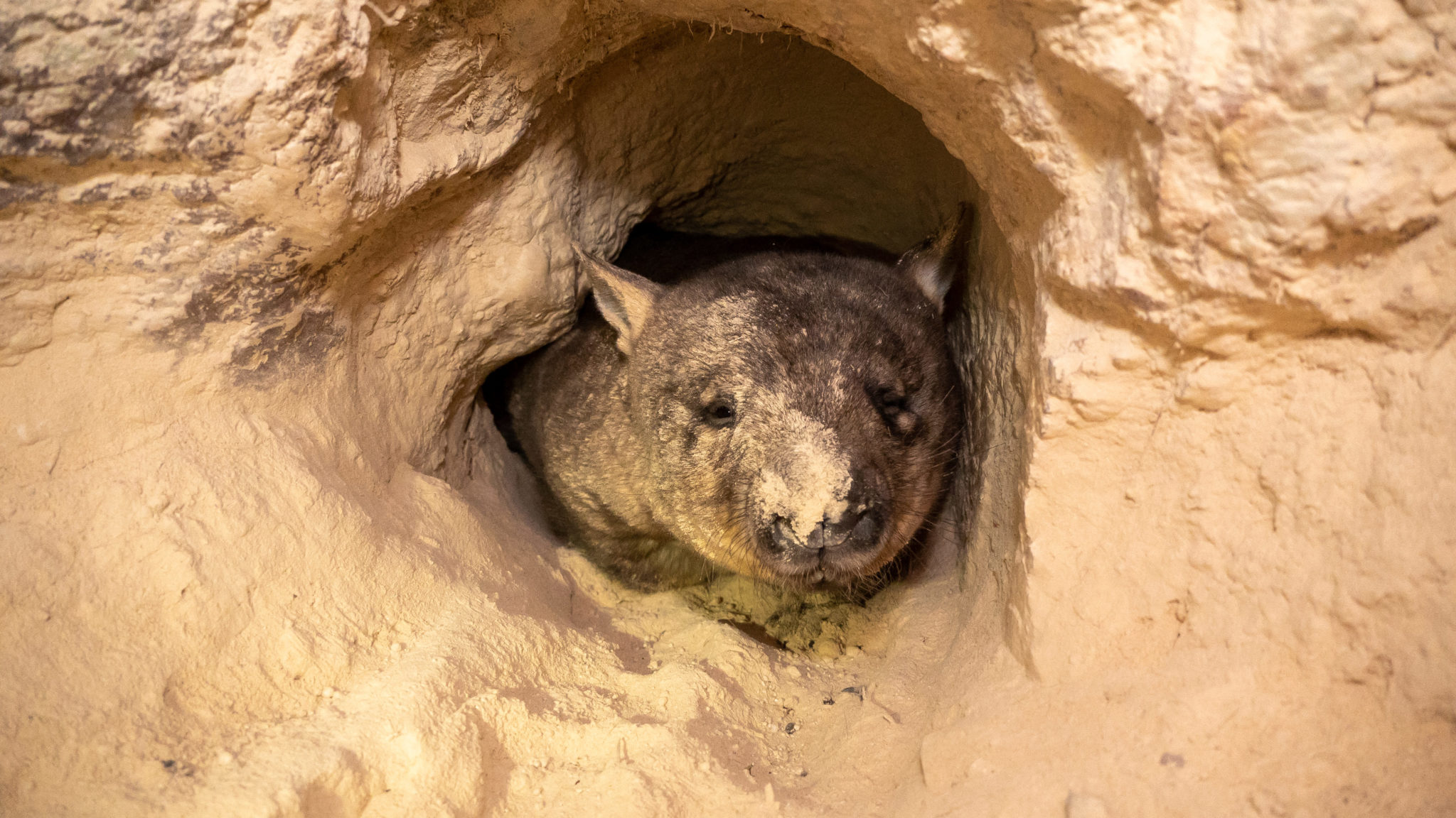Meet the women on the front line of wombat conservation - Australian ...