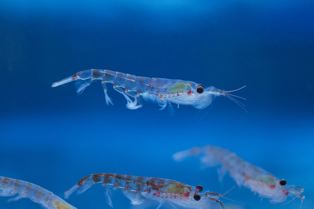 Krill's time to shine in new research facility - Australian Geographic