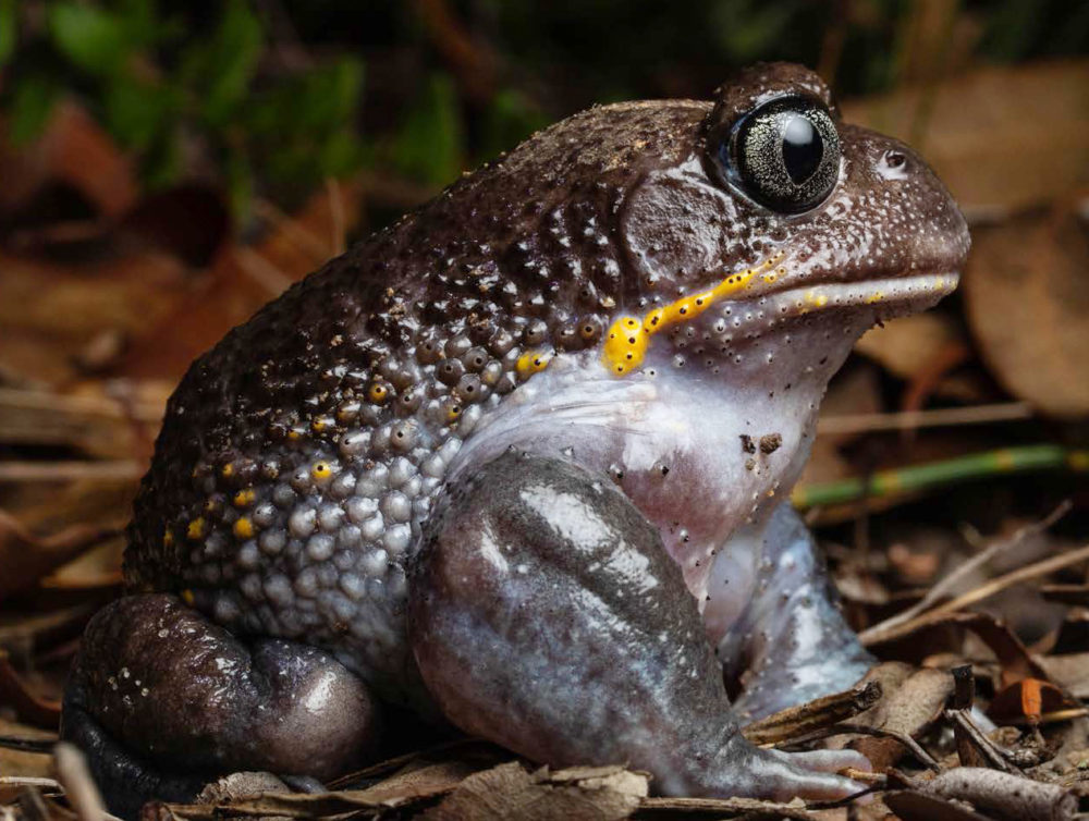 Help these endangered frogs top the ARIA Charts - Australian Geographic