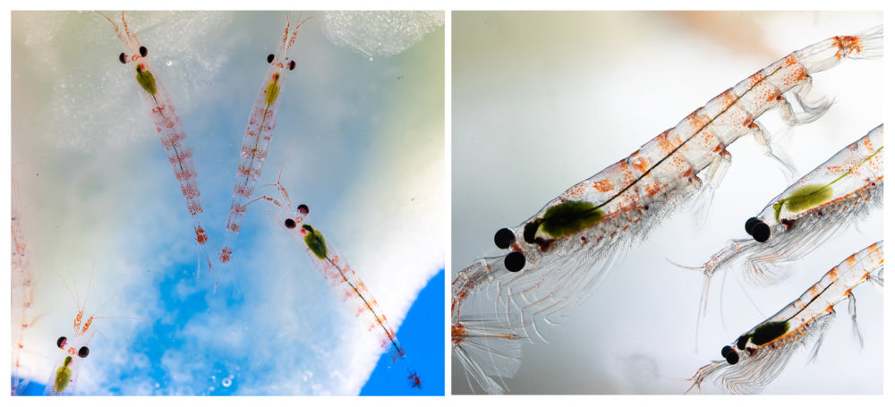 Krill's time to shine in new research facility - Australian Geographic