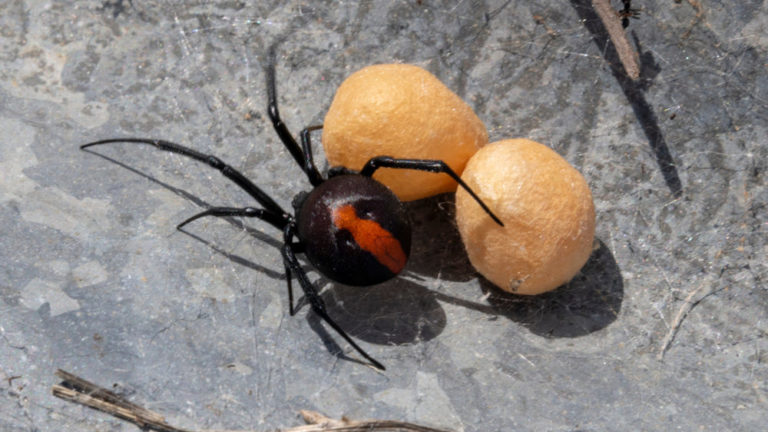 Fact File: Redback spider (Latrodectus hasselti) - Australian Geographic