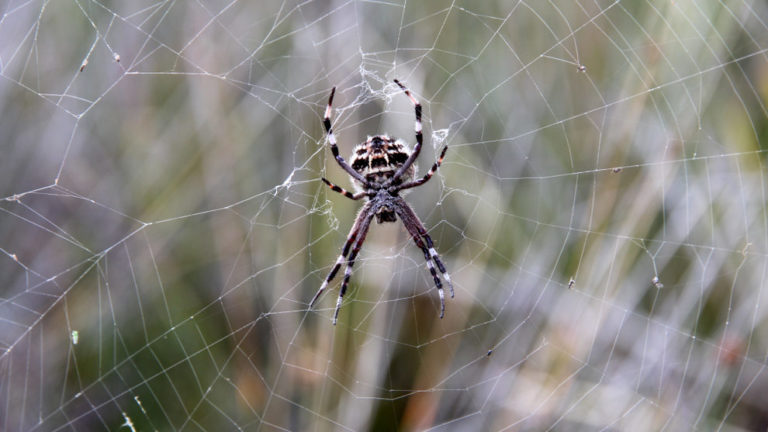 Fact File: Redback spider (Latrodectus hasselti) - Australian Geographic