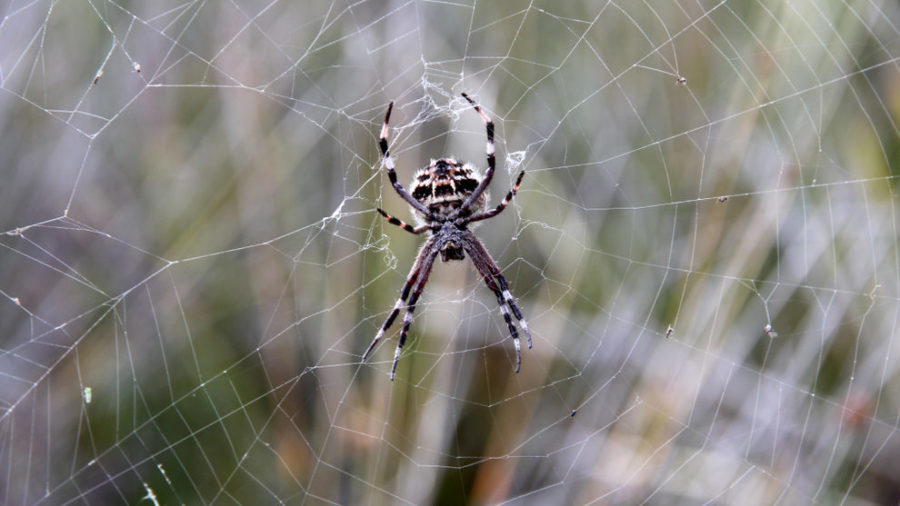 Fact File: Redback spider (Latrodectus hasselti) - Australian Geographic