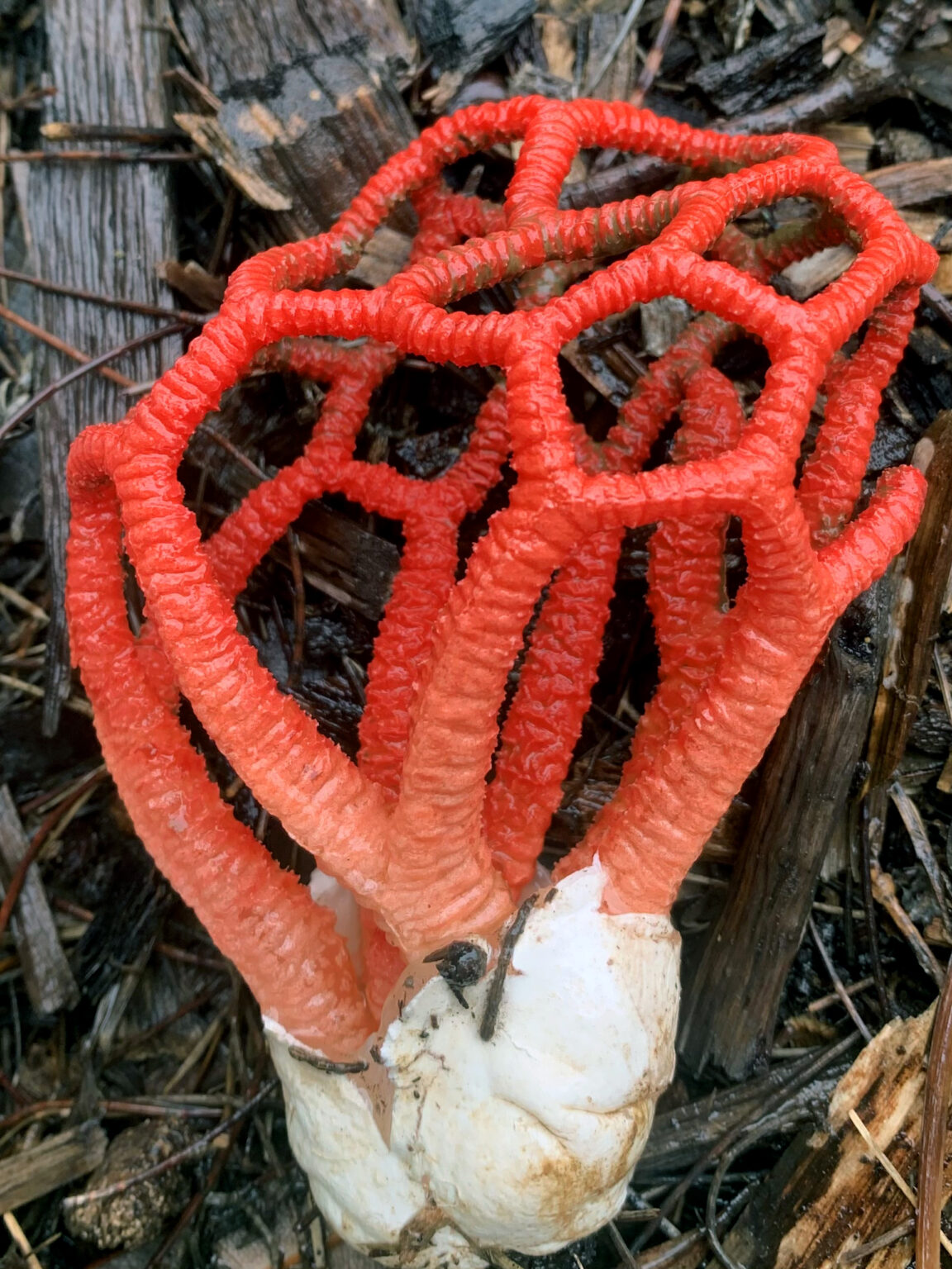 Stinkhorns: the fungi that smell like rotting flesh on purpose ...