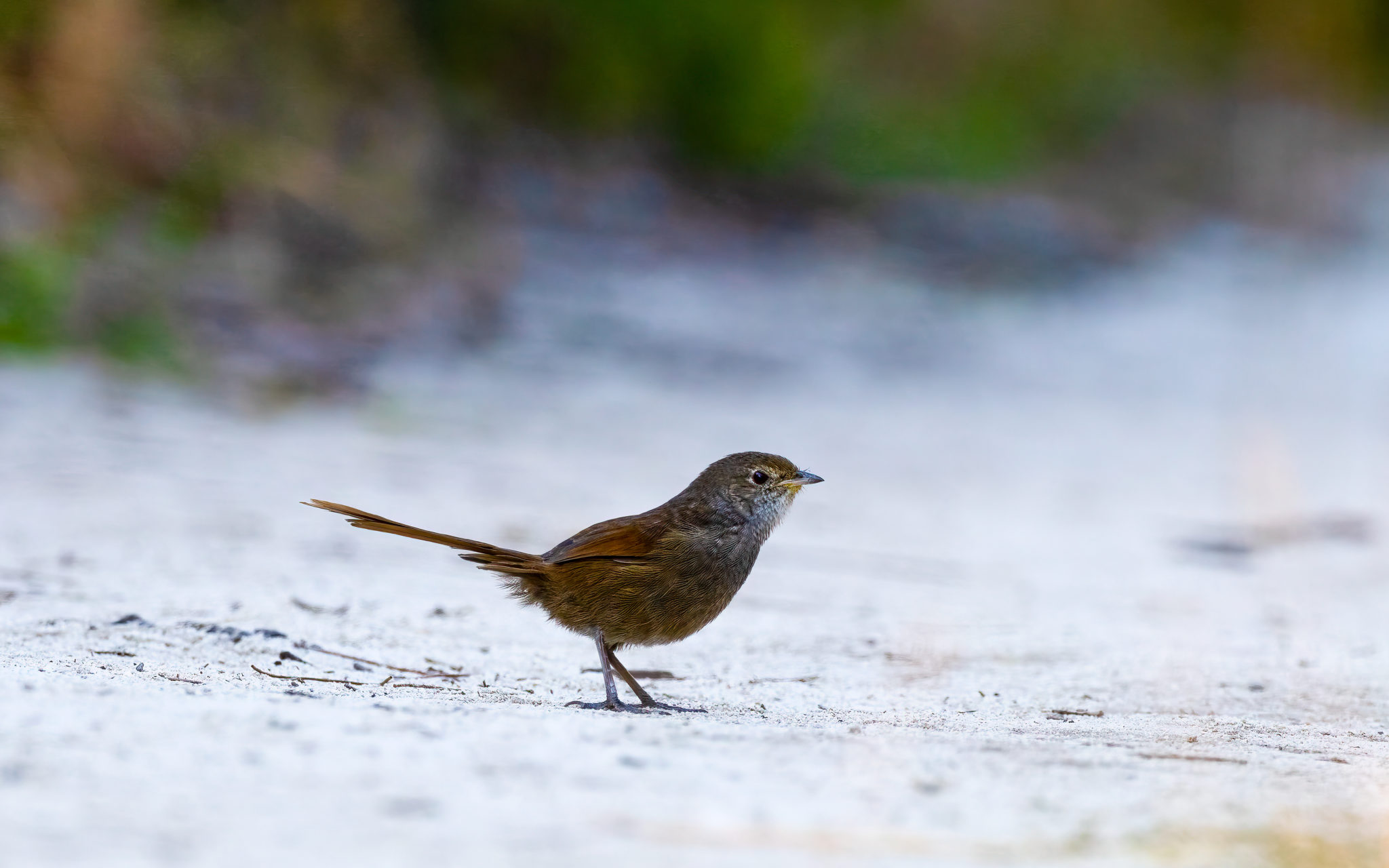 Charuka's big year - Australian Geographic