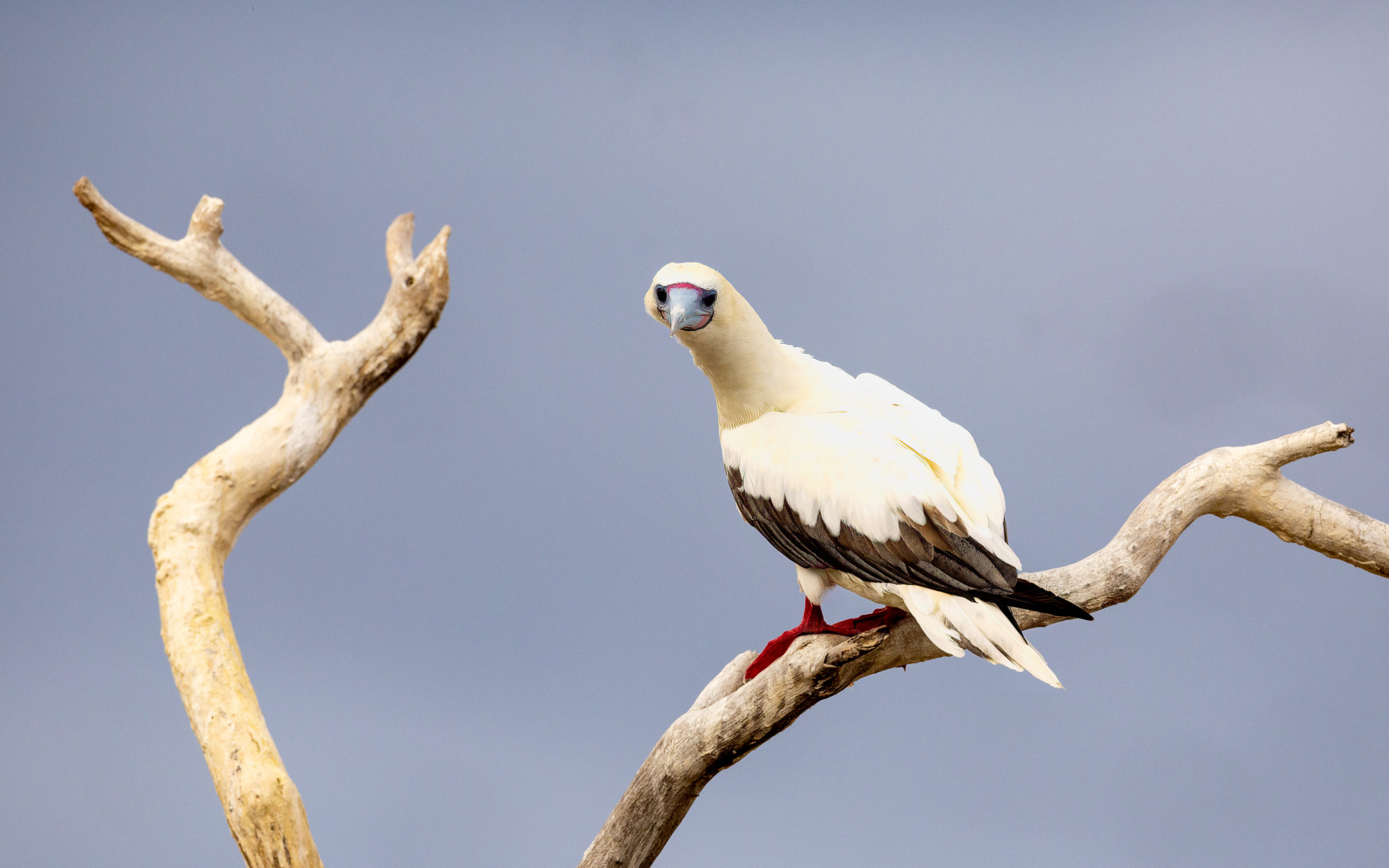 Charuka's big year - Australian Geographic