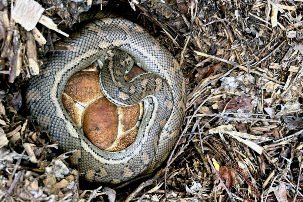 No, this snake isn’t hugging a bread roll - Australian Geographic