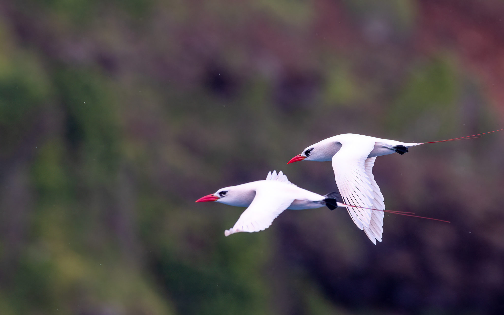 Charuka's big year - Australian Geographic