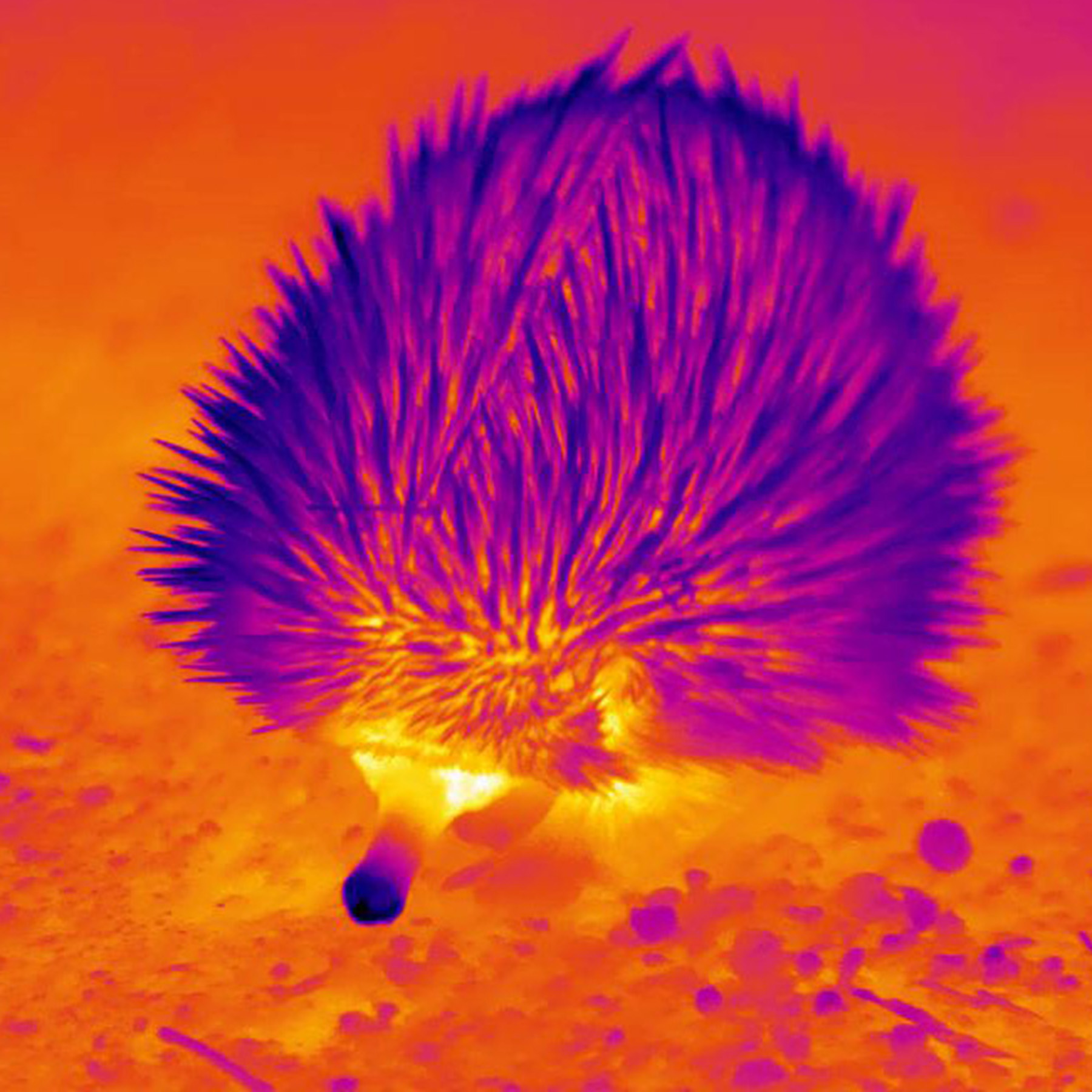 Echidnas blow snot bubbles to stay cool - Australian Geographic