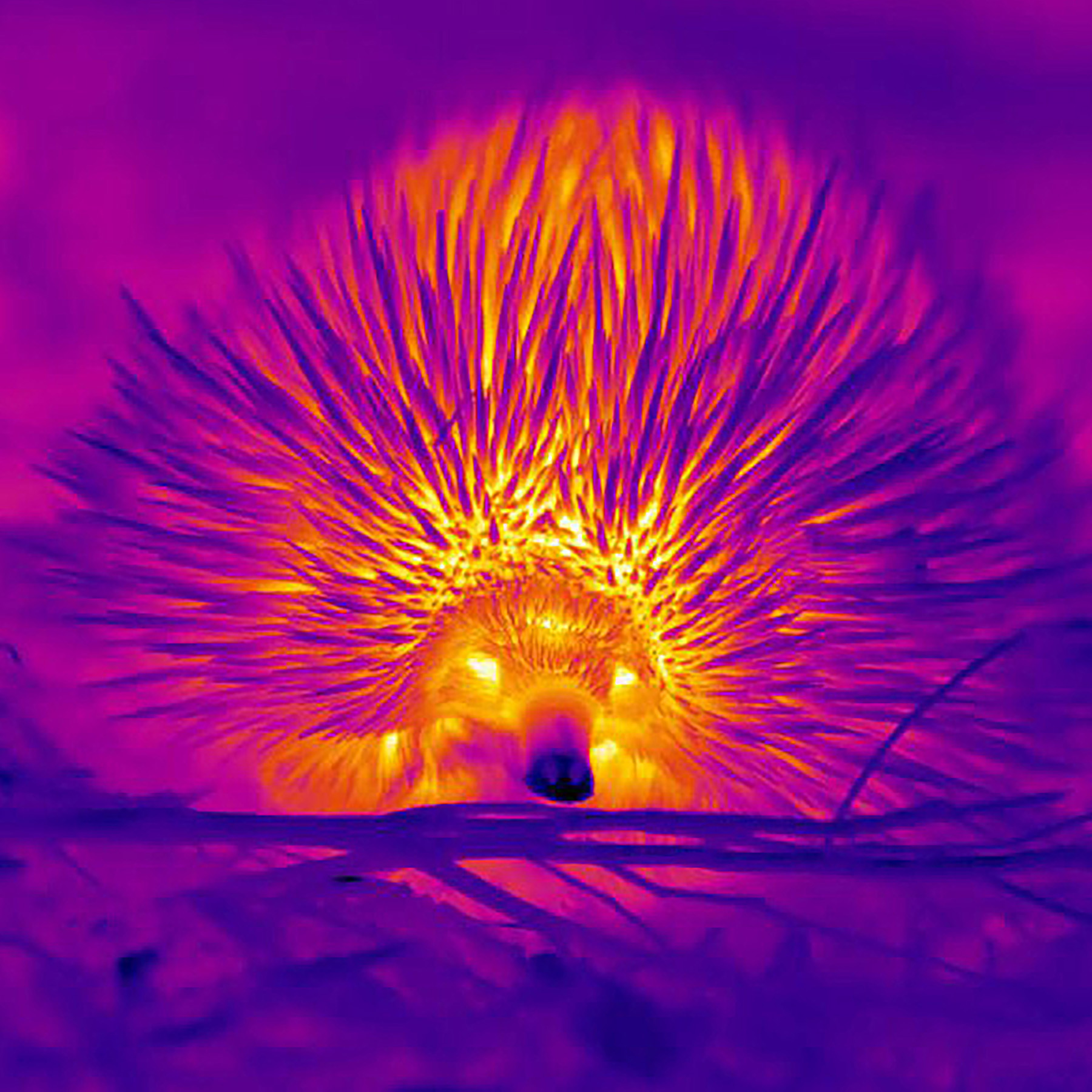Echidnas blow snot bubbles to stay cool - Australian Geographic