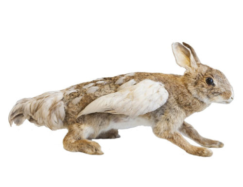 The case of the roaring bunyip - Australian Geographic