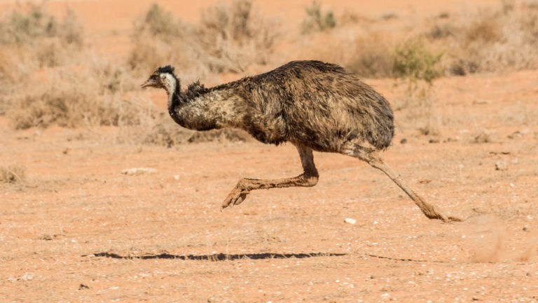 Fact File: Emu (Dromaius novaehollandiae) - Australian Geographic