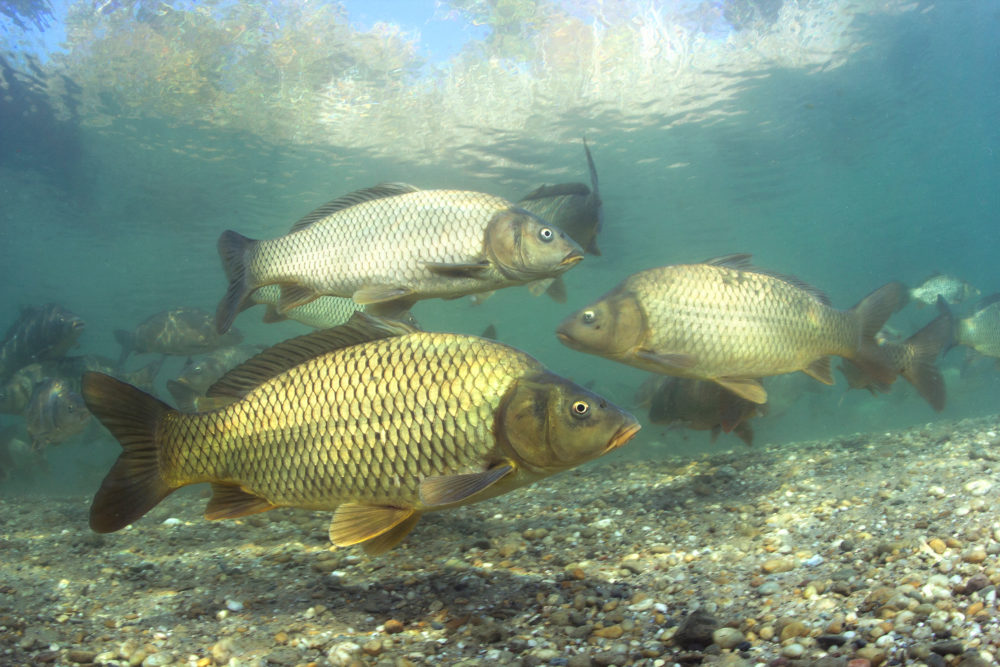 Is it time to unleash carp herpes? - Australian Geographic